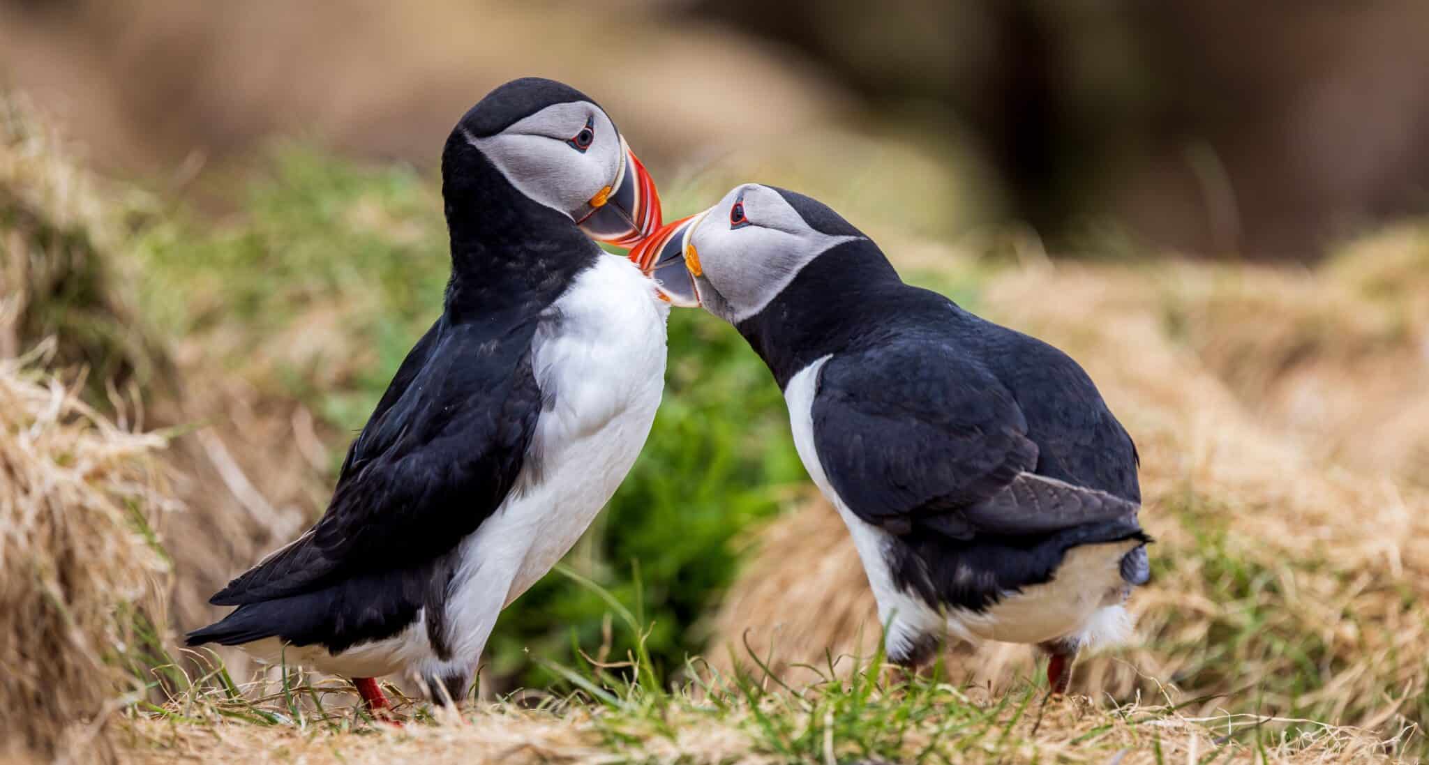 The 15 BEST Animal Experiences in Northern Ireland - A Backpacker's World