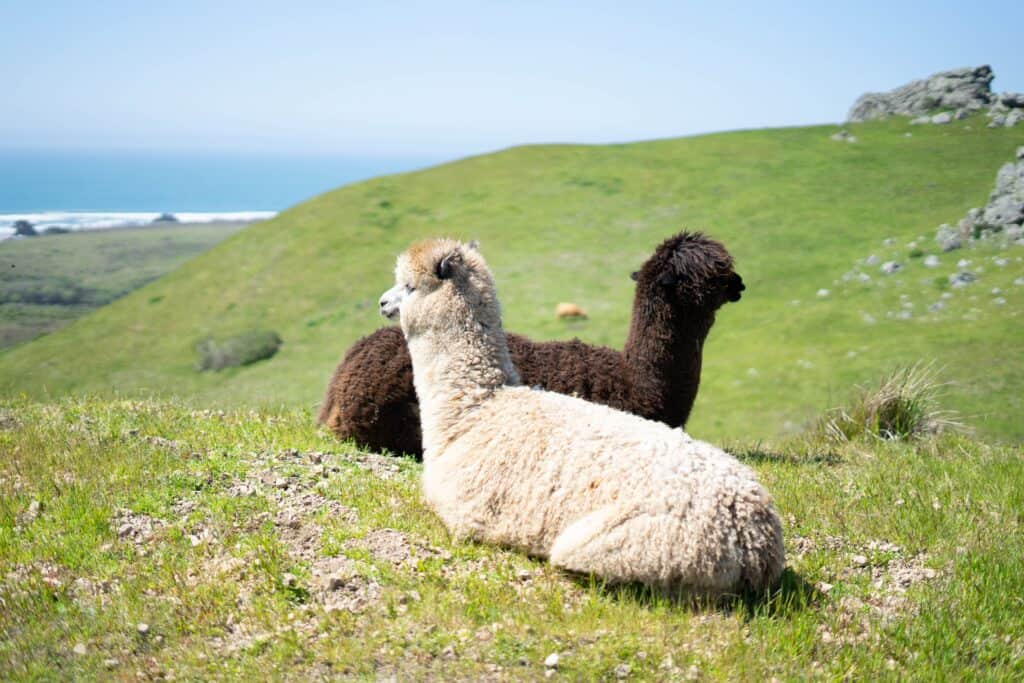 The 13 BEST Animal Experiences in Northern Ireland - A Backpacker's World