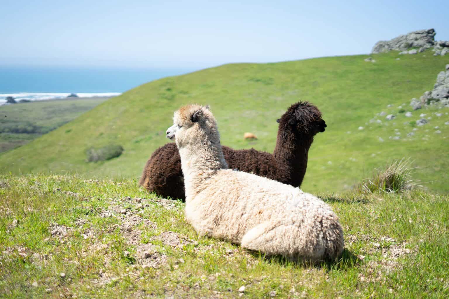 The 13 BEST Animal Experiences in Northern Ireland - A Backpacker's World