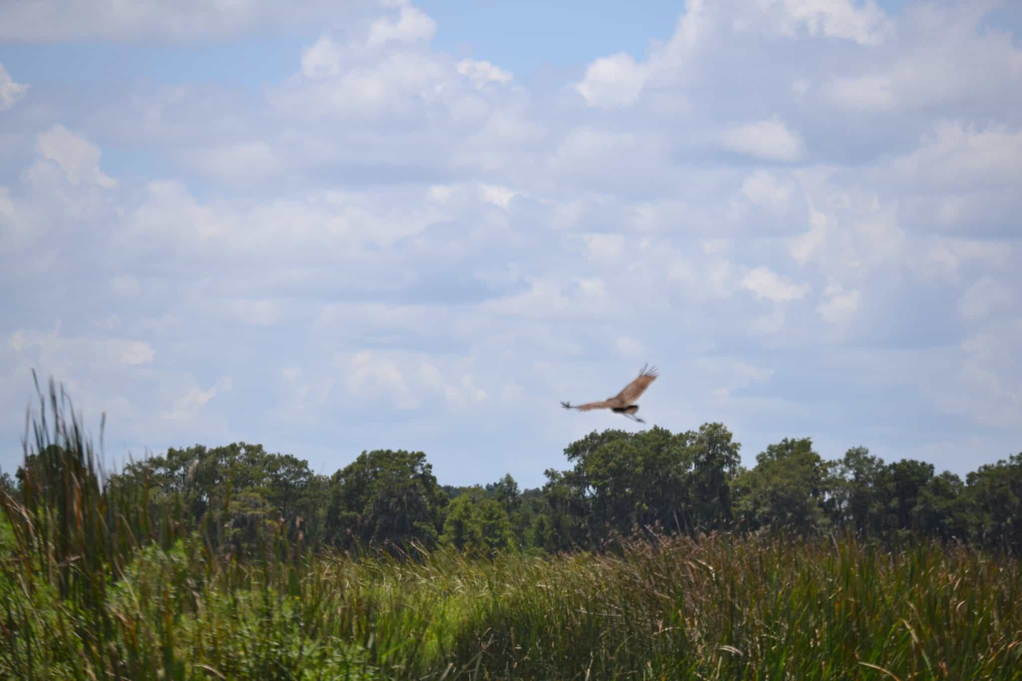 Wild Florida: Honest Review & Visiting Guide 2025 - A Backpacker's World
