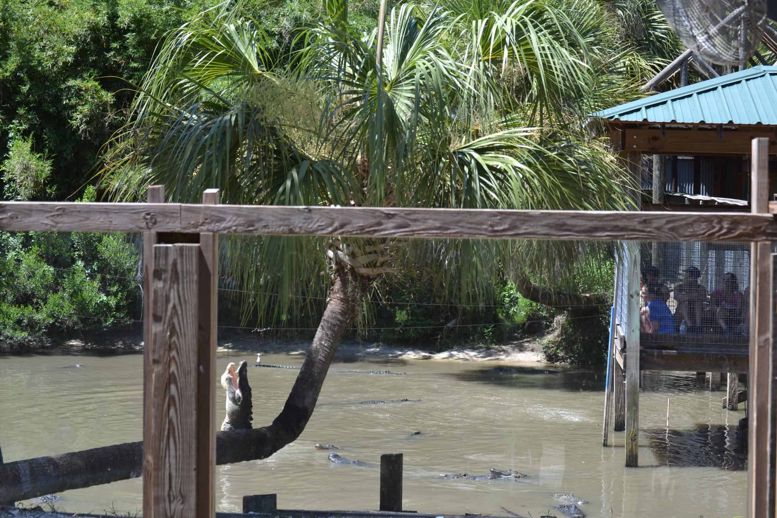 Wild Florida: Honest Review & Visiting Guide 2025 - A Backpacker's World