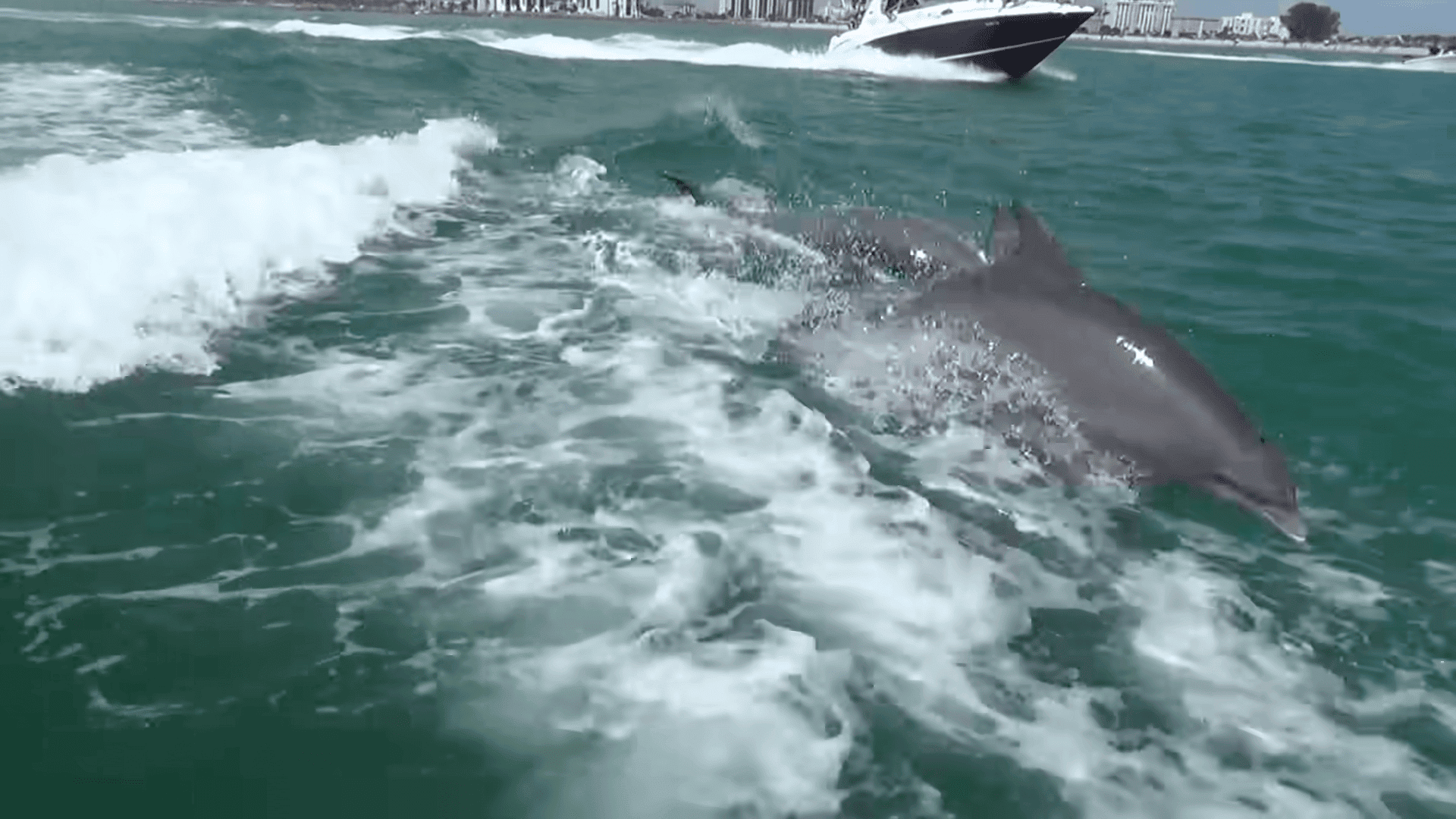 10 Best Dolphin Tours Tampa To Take In 2025 - A Backpacker's World