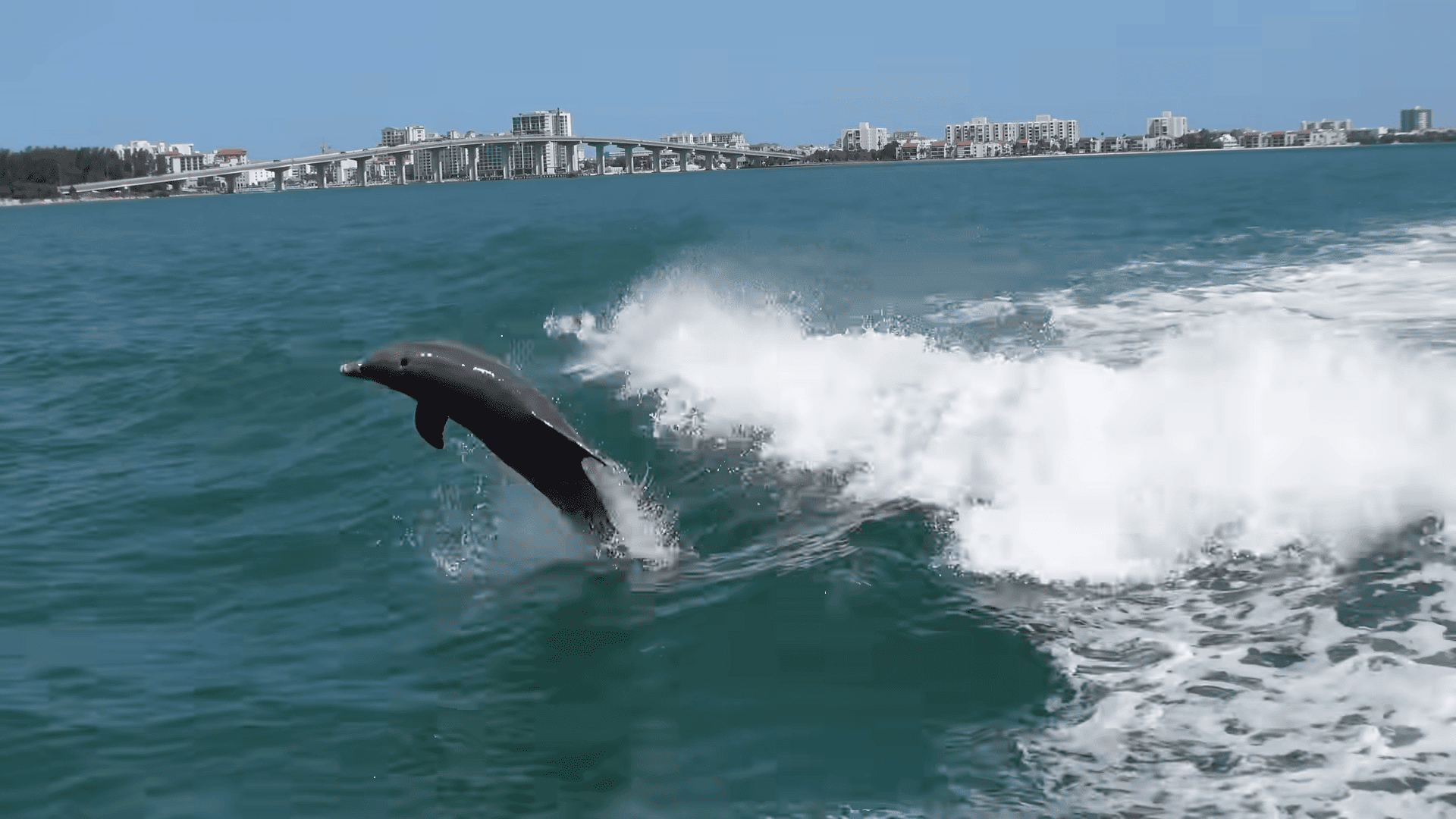 10 Best Dolphin Tours Tampa To Take In 2025 - A Backpacker's World